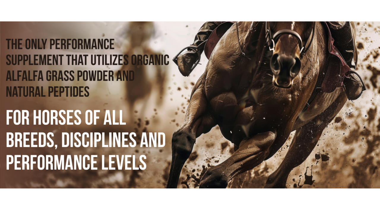 Equine Performance Peptides Home